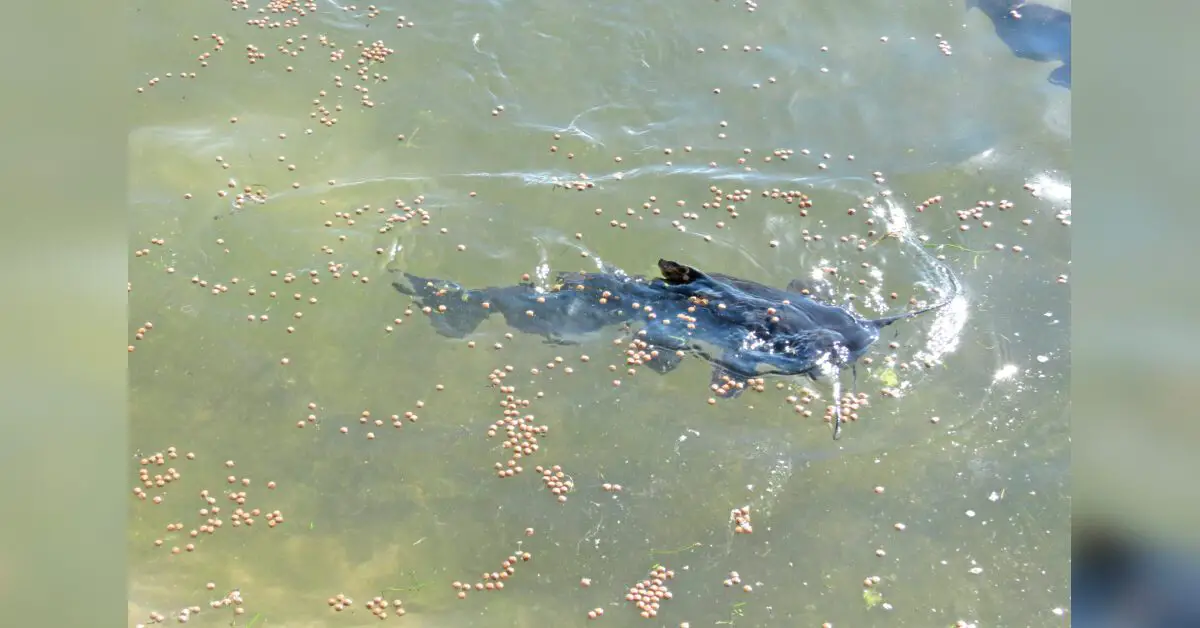 Catfish, more swim at fish hatchery - Uvalde Leader News