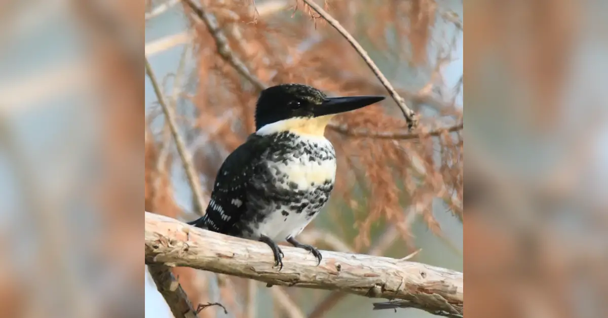 Christmas Bird Count set Dec. 20 - Uvalde Leader News